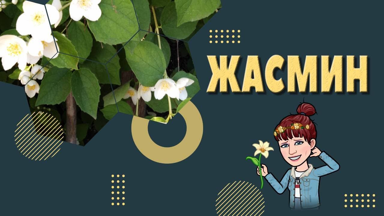 Жасмин
