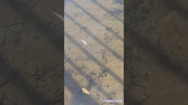 Рыбки на озере на им. В. Грушина