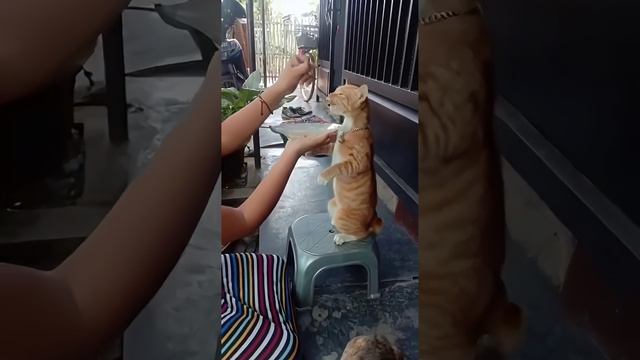 Эту ложку за маму, эту ложку за папу..... давай еще раз за папу