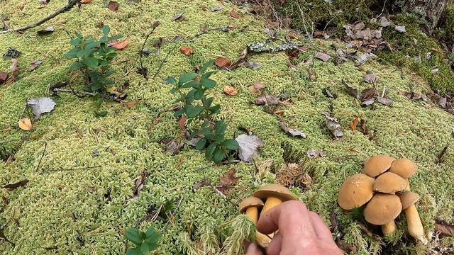 Лесные Грибы Красные белые моховики  Forest Mushrooms Red white and mosses  2023 09 10