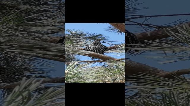 Пение необычно красивой птицы