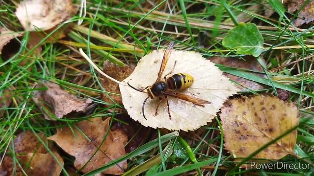 Конец сентября, но белые грибы в наших корзинах, несмотря на толпы грибников