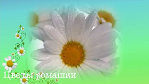 Цветы ромашки красивые