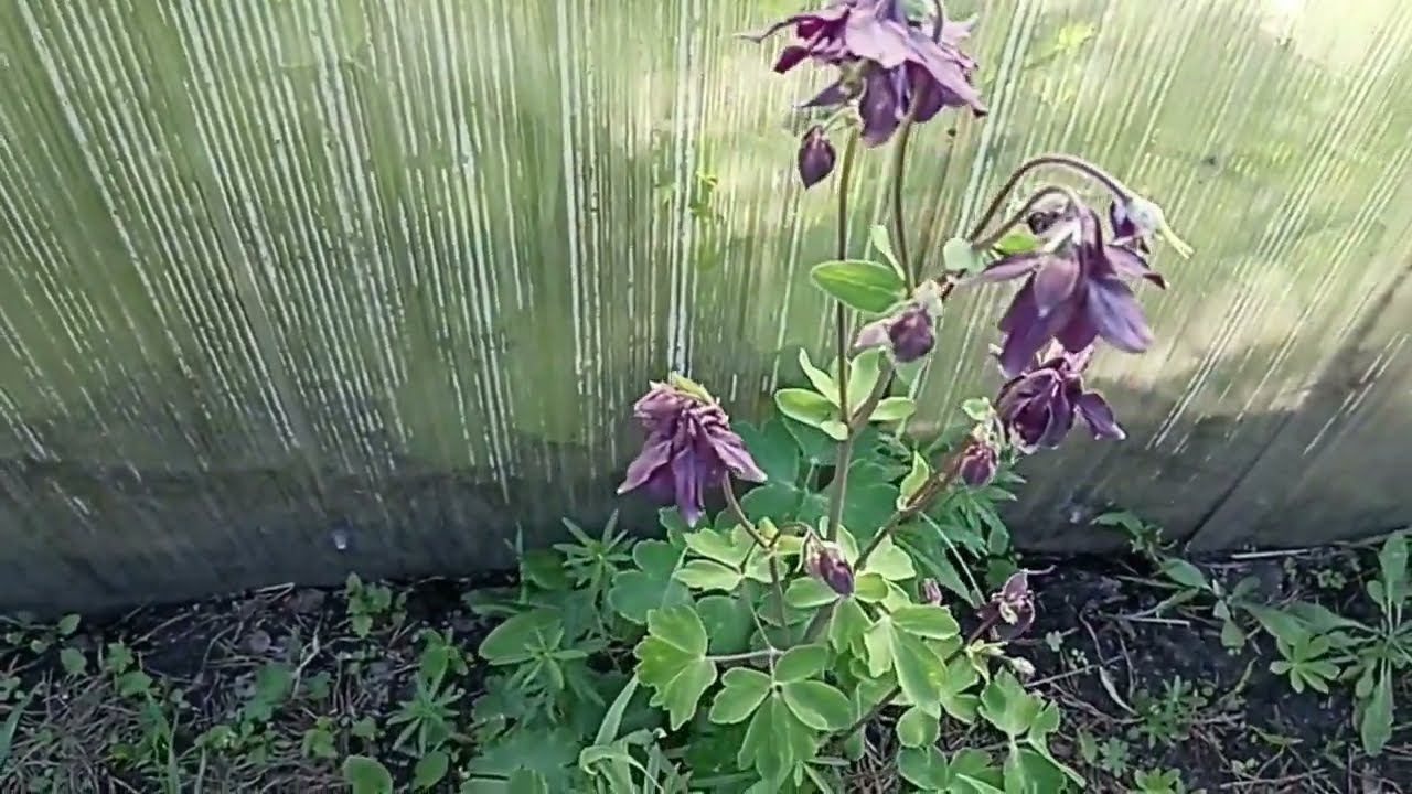 Аквилегия в моём саду водосбор