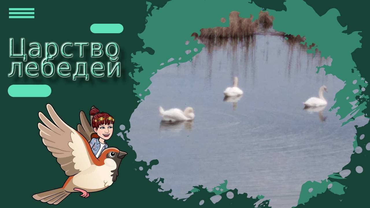 Царство лебедей