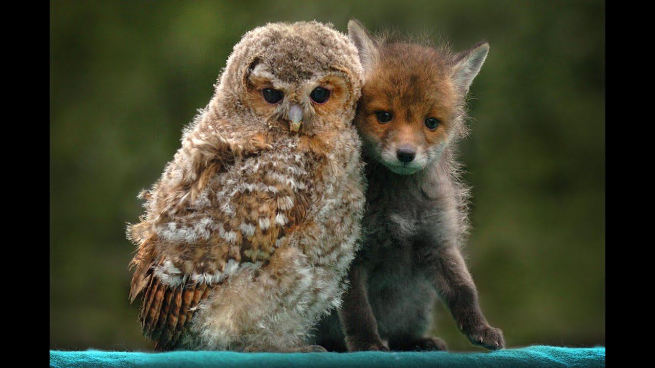 Мир животных.