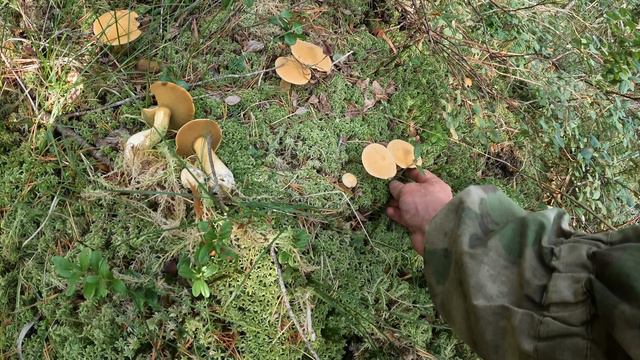 Лесные  Грибы много моховиков 2023 09 12