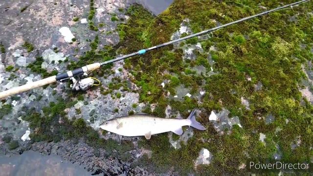 Хариус на Ладоге. Осень 2021 года