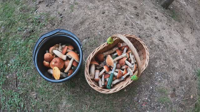 Поход за грибами  03 09 2024