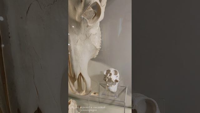 Музея Черепов и Скелетов (МЧС) | Зеленоградск