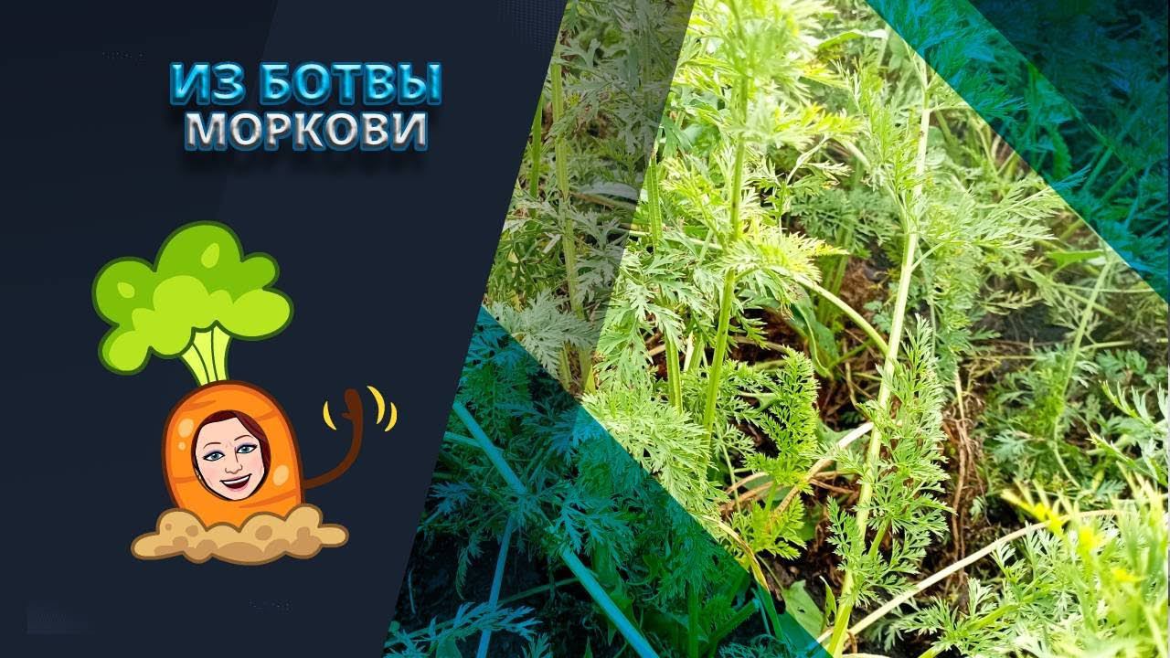 #Изботвыморкови