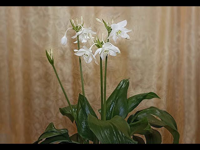 Эухарис Амазонская лилия  Уход в домашних условиях