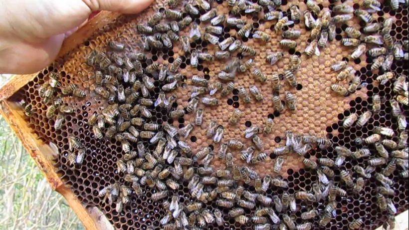 облет пчелиных маток в сентябре в Подмосковье, проверяю печатный расплод у облетанной матки