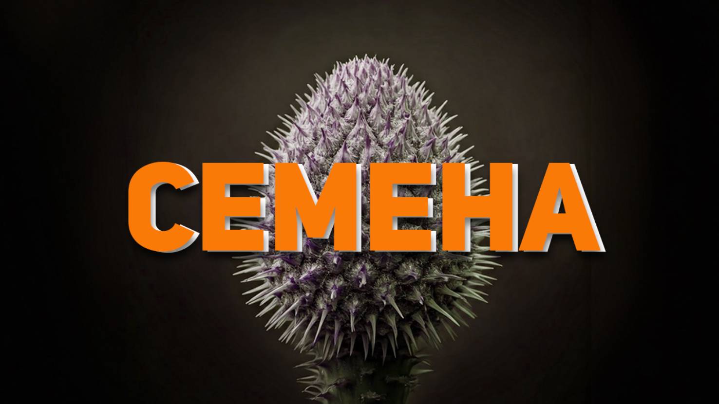 Семена для вашего бизнеса. Как правильно выбрать?