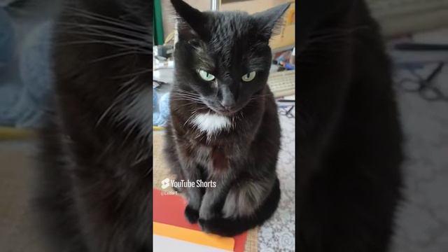 My cat Masyanya is a knitting FAIRYВязальная ФЕЯ Кошка МАСЯНЯ