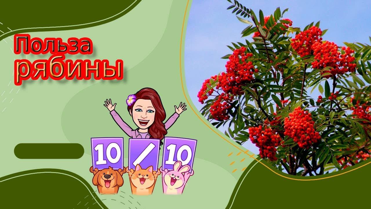 Польза рябины