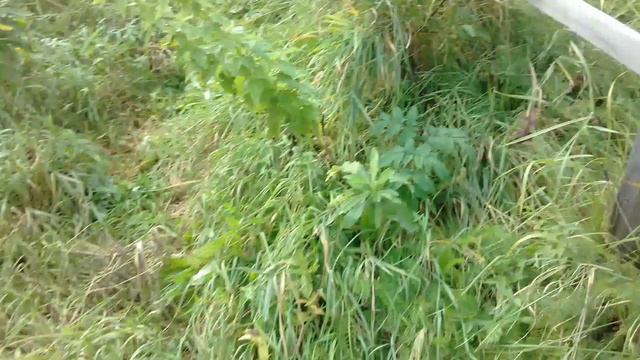 яблоня сорта лобо