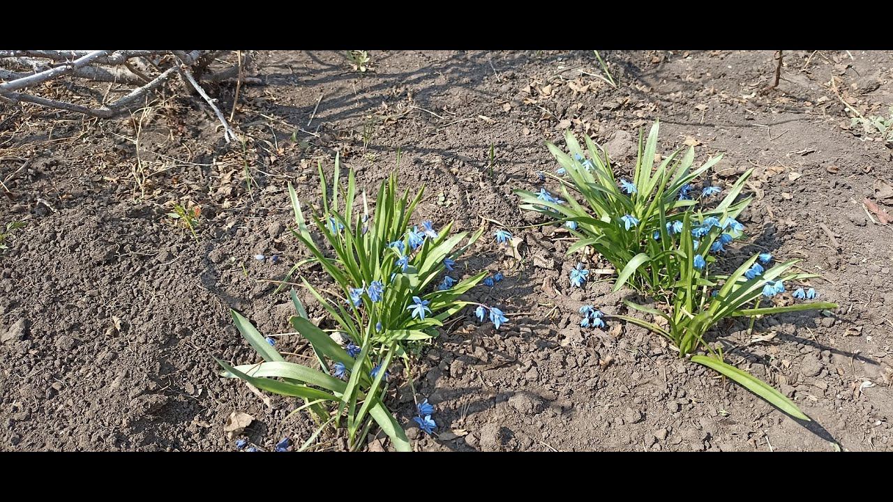 Сцилла, Пролеска сибирская в Омске