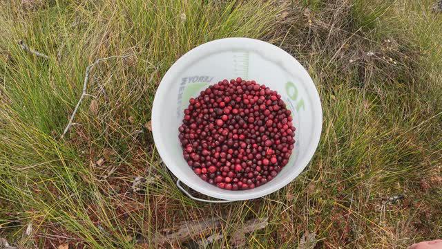 Гора-Валдай Болото Клюква 2023