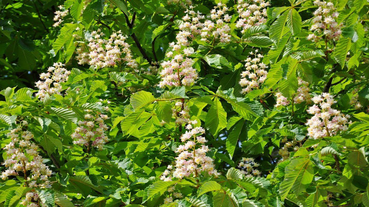 Ейск: парк Поддубного в начале мая!