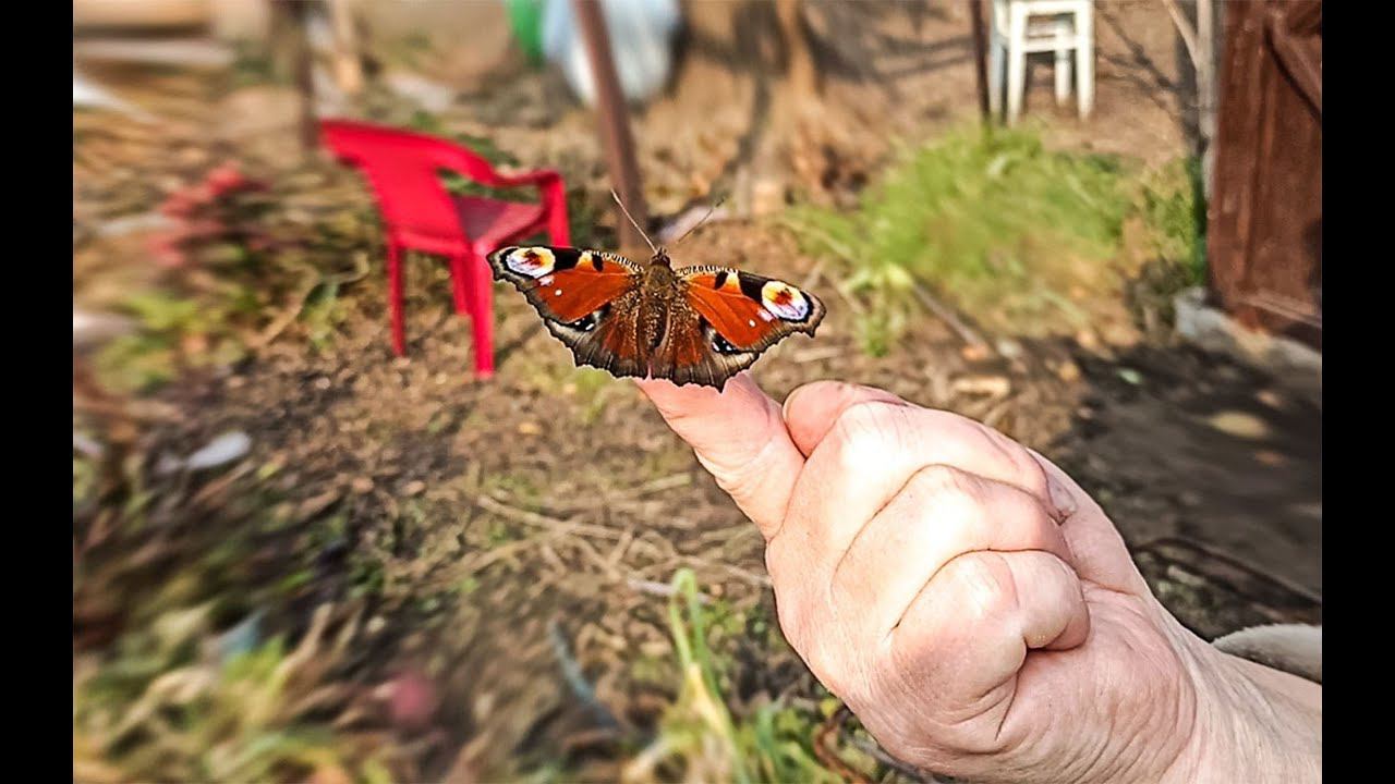 Визит порхающей гостьи на Покров