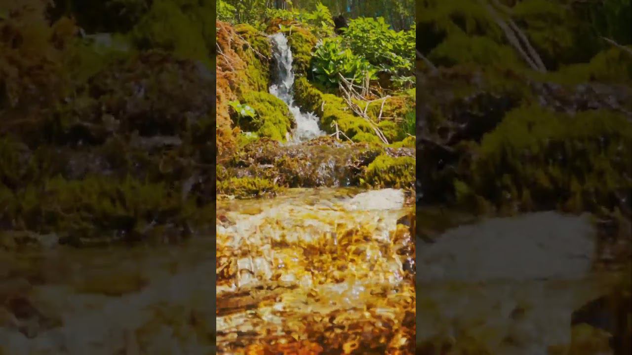 Звездный ключ изнутри
#shorts #природа #лес #сибирь #ключ #родник
