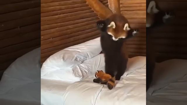 красная панда