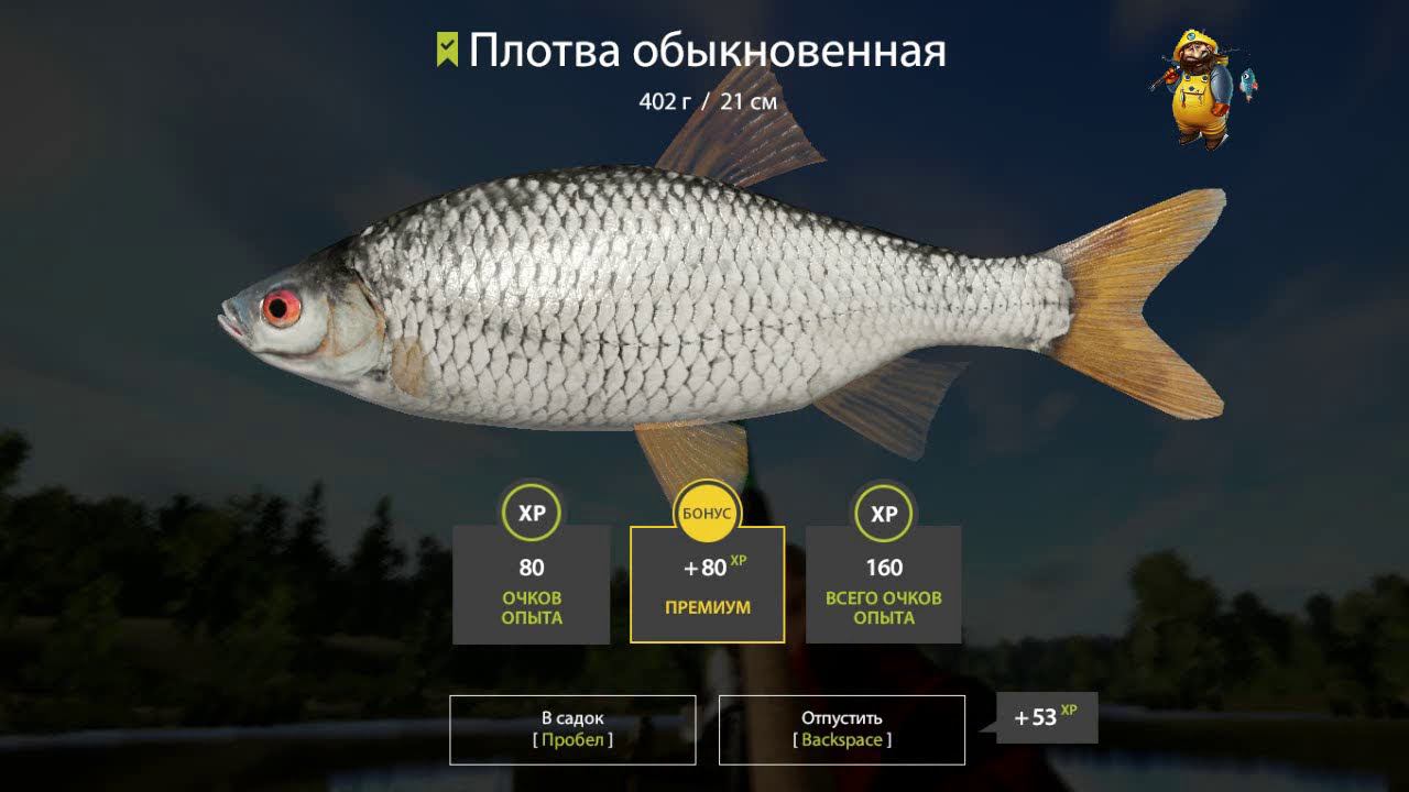 Русская рыбалка 4: оз. Комариное: Плотва трофейная.