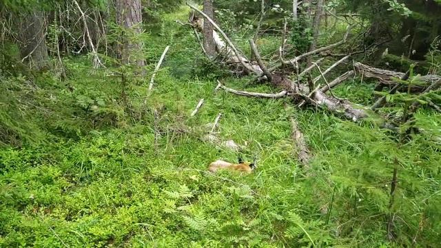 Увидел лису, которая спала на поляне и не замечала меня))))