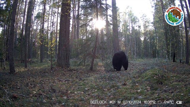 Медведь в заповеднике "Большая Кокшага"
