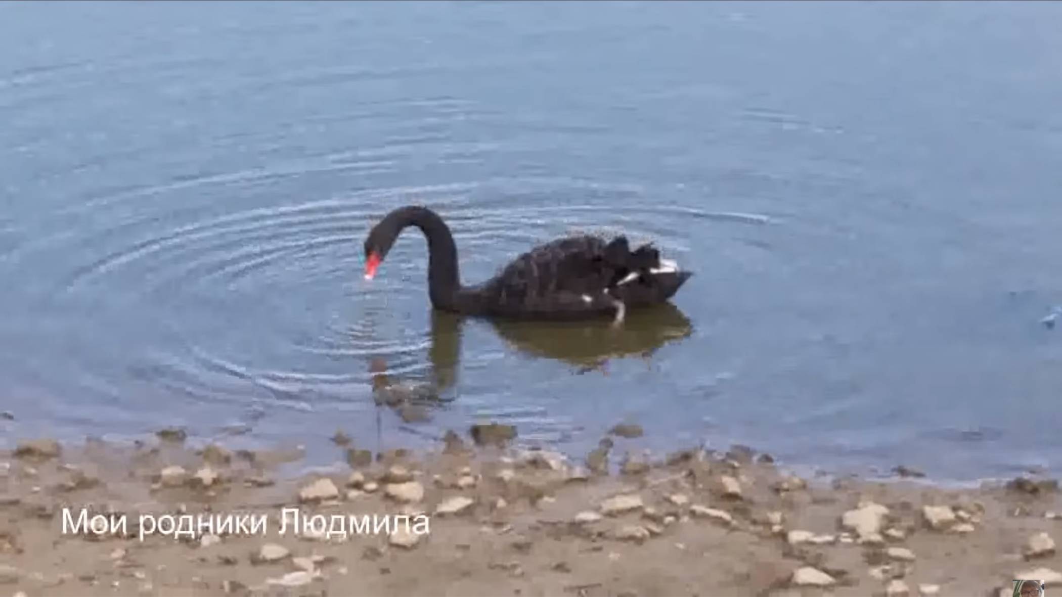 Лебеди Уточки Пруд Горки Сухаревские Смотрите видео полезное, информационное, развивающее.