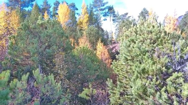 Ориентирование в тайге. Приречная терраса 2