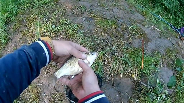 Рыбалка пруд Дедово Талызино. Разведка карася ночью