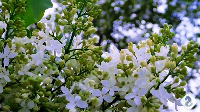 #ПодСолнцем#Видеоklass#ЖаннаДаценко#НаВолнеМелодии#МузыкаДуши#МирПрекрасен#