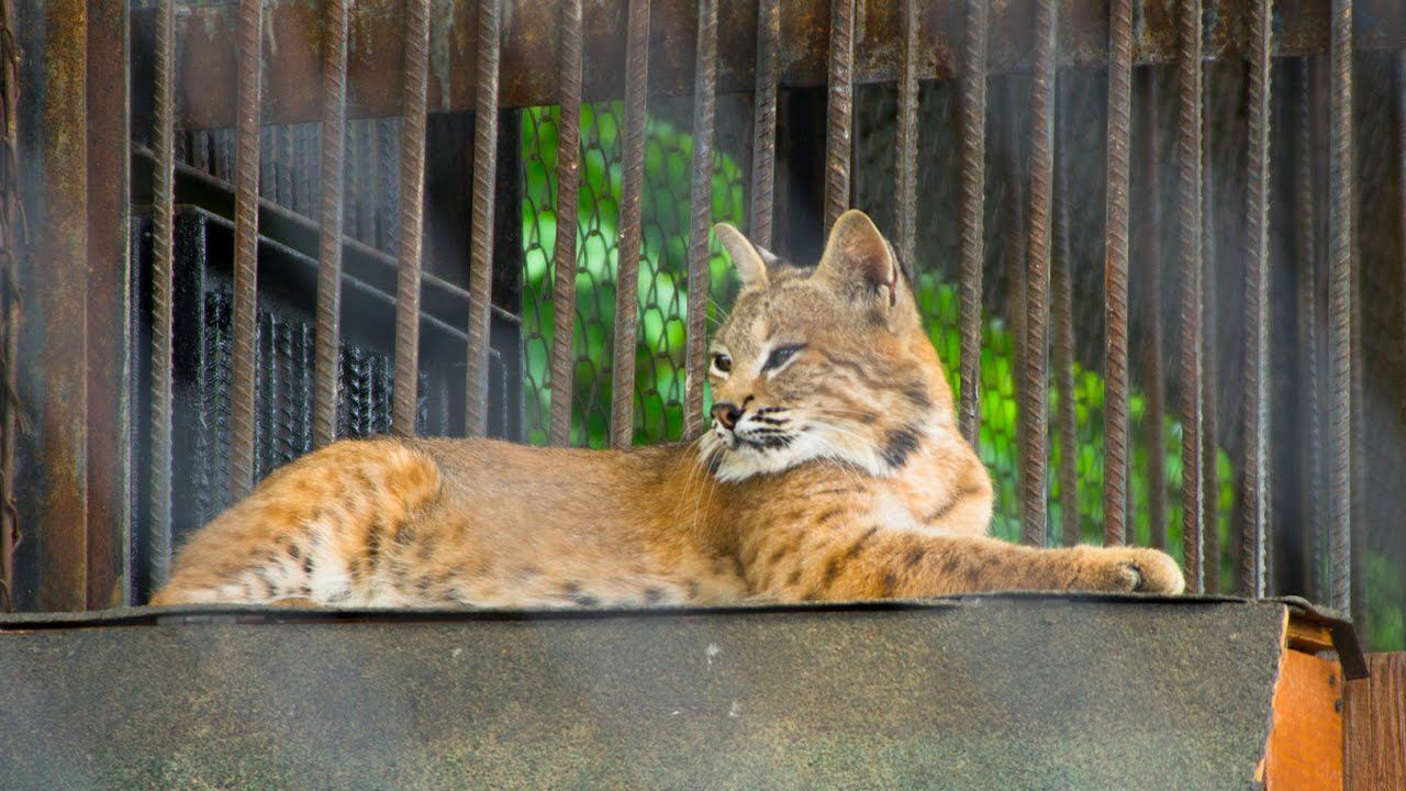 По дорогам Сибири. Вторая серия. Зоопарк и Столбы