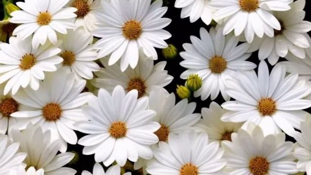 Y2mate.mx-Видео фон ромашки.