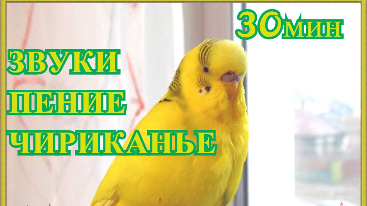 ЗВУКИ И ПЕНИЕ ВОЛНИСТЫХ ПОПУГАЕВ 30 мин. И ВИДЕО С ПОЮЩИМИ ПОПУГАЯМИ. Budgie Sounds 30 min.
