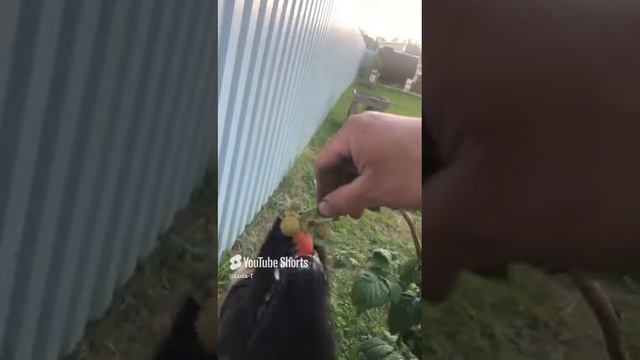 DogMalinozhor Малиножор