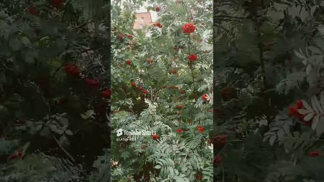 РЯБИНА сентябрь 2024 г.