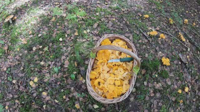 Поход за грибами  Чайка Лебяжье Таменгонт 12 09 2024