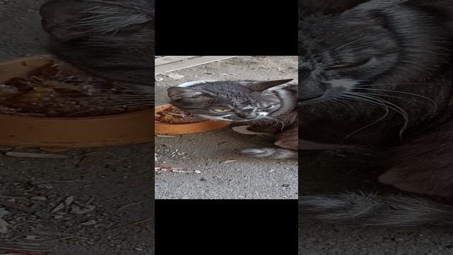 кормим киску Ириску)