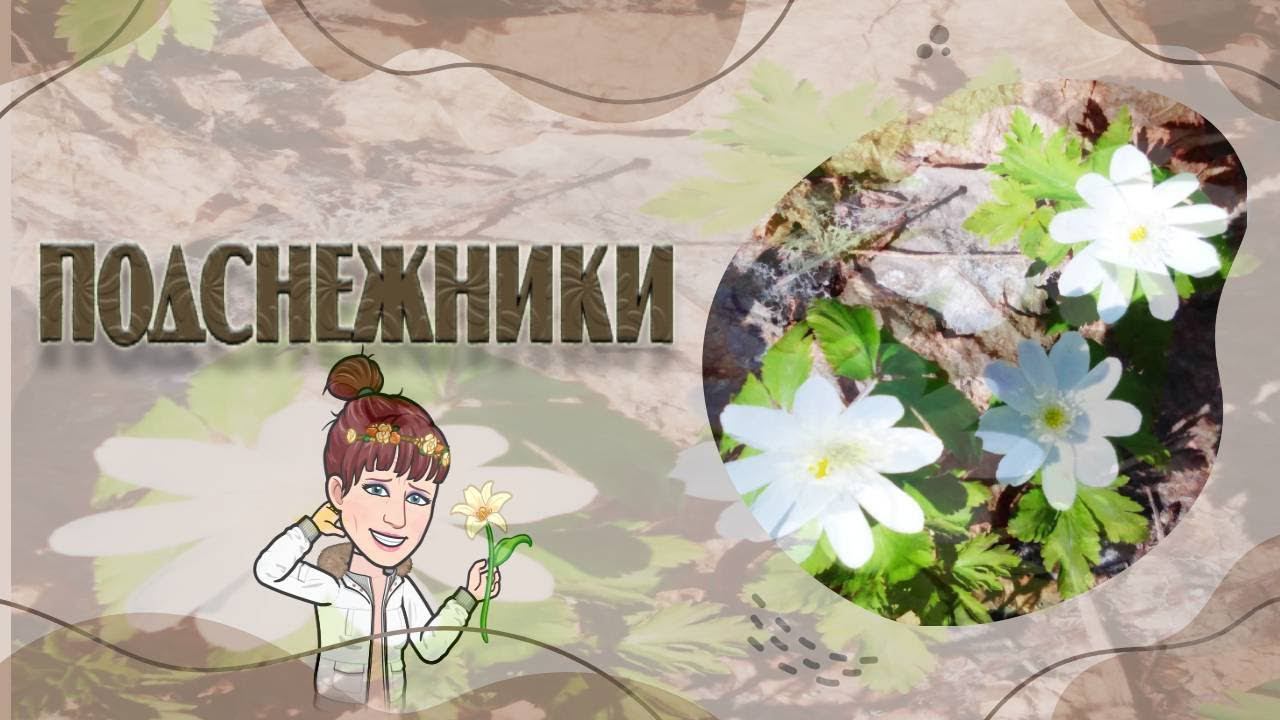 Подснежники