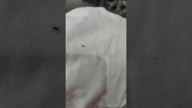 Как стать человеком пауком ｜ Человек паук в реальной жизни ｜ Этап 1