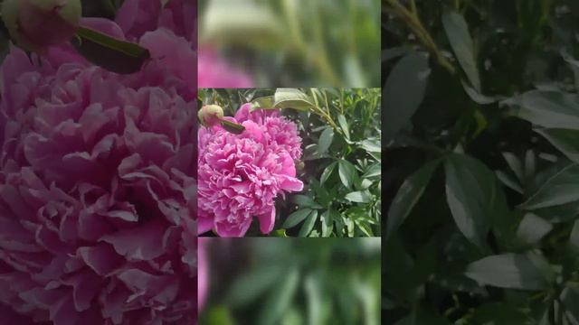 Это прекрасное лето... Волшебная пора 🌌