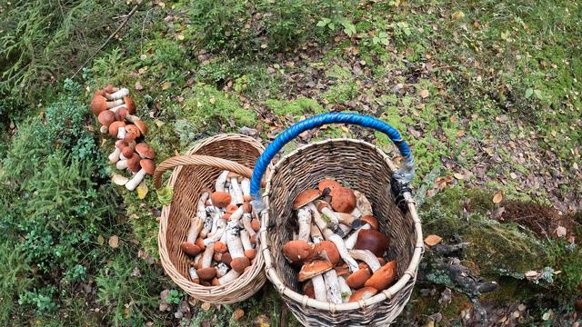 Лес Грибы Красные 2023 09 29