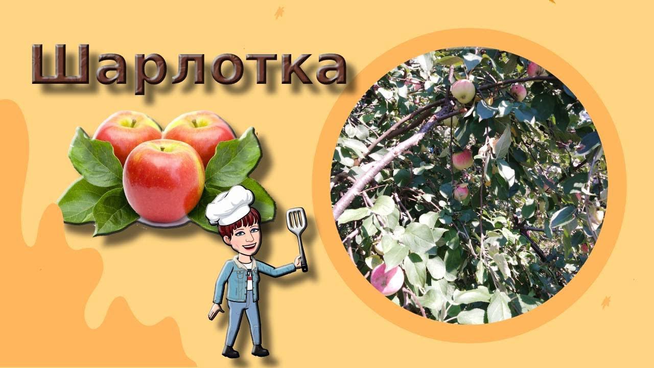 Шарлотка