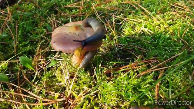 Жена поймала огромного ротана на нашей осенней рыбалке. Буря эмоций))))