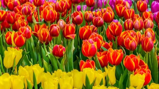 Y2mate.mx-Бесшовный фон тюльпаны.