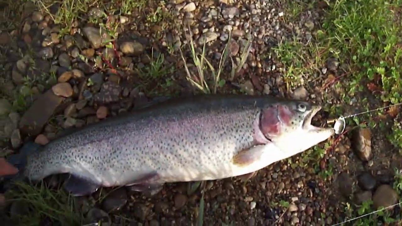 Ангара, форель, лето