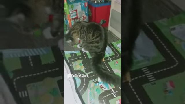 The cat can't sleep at night